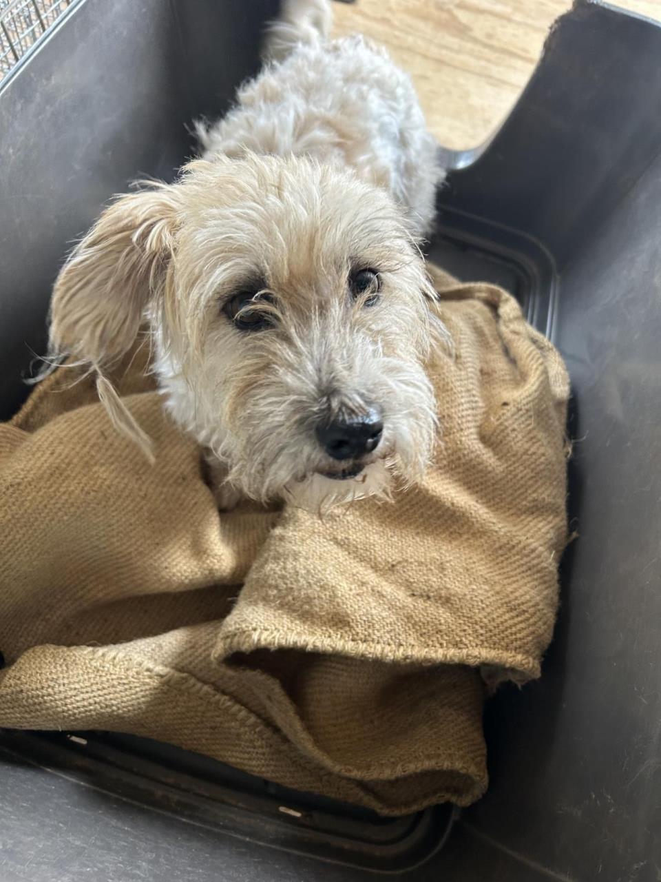 Pound » Coolgardie Shire Council