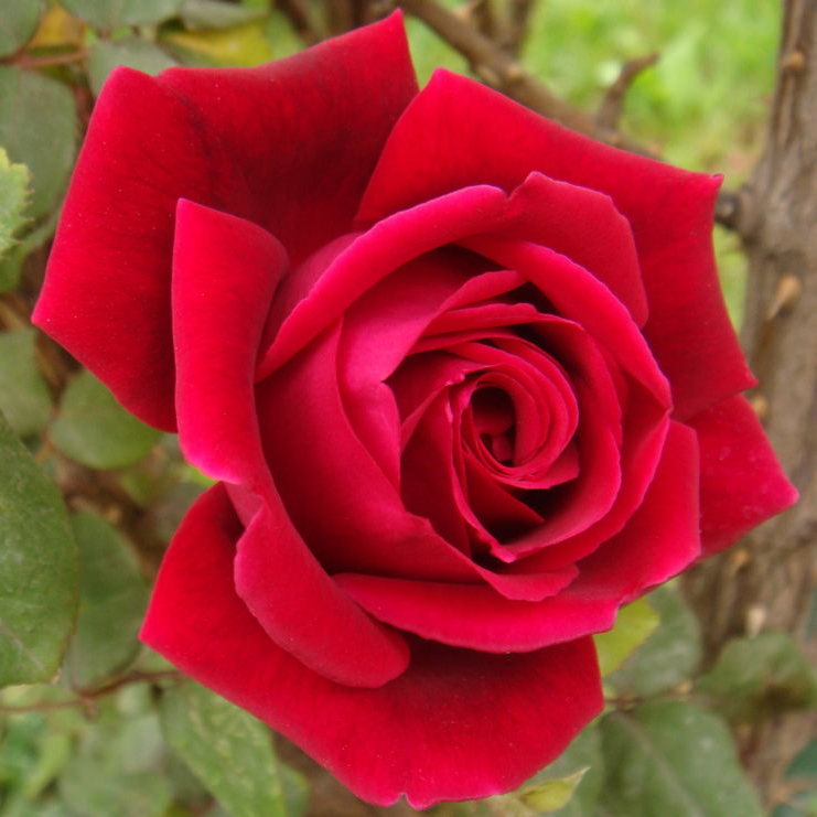 News Story - Coolgardie RSL Rose Garden and Memorial Park – New Water ...